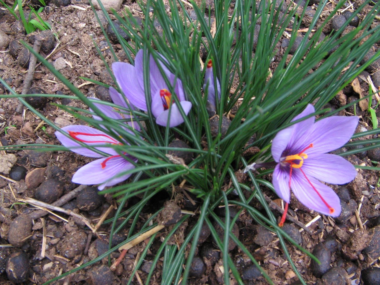 Azafrán una planta que puede ser veneno. - Tienda naturista salud y paz